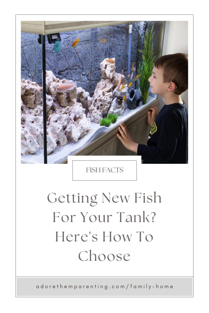 Getting New Fish For Your Tank? Here's How To Choose - Adore Them Parenting