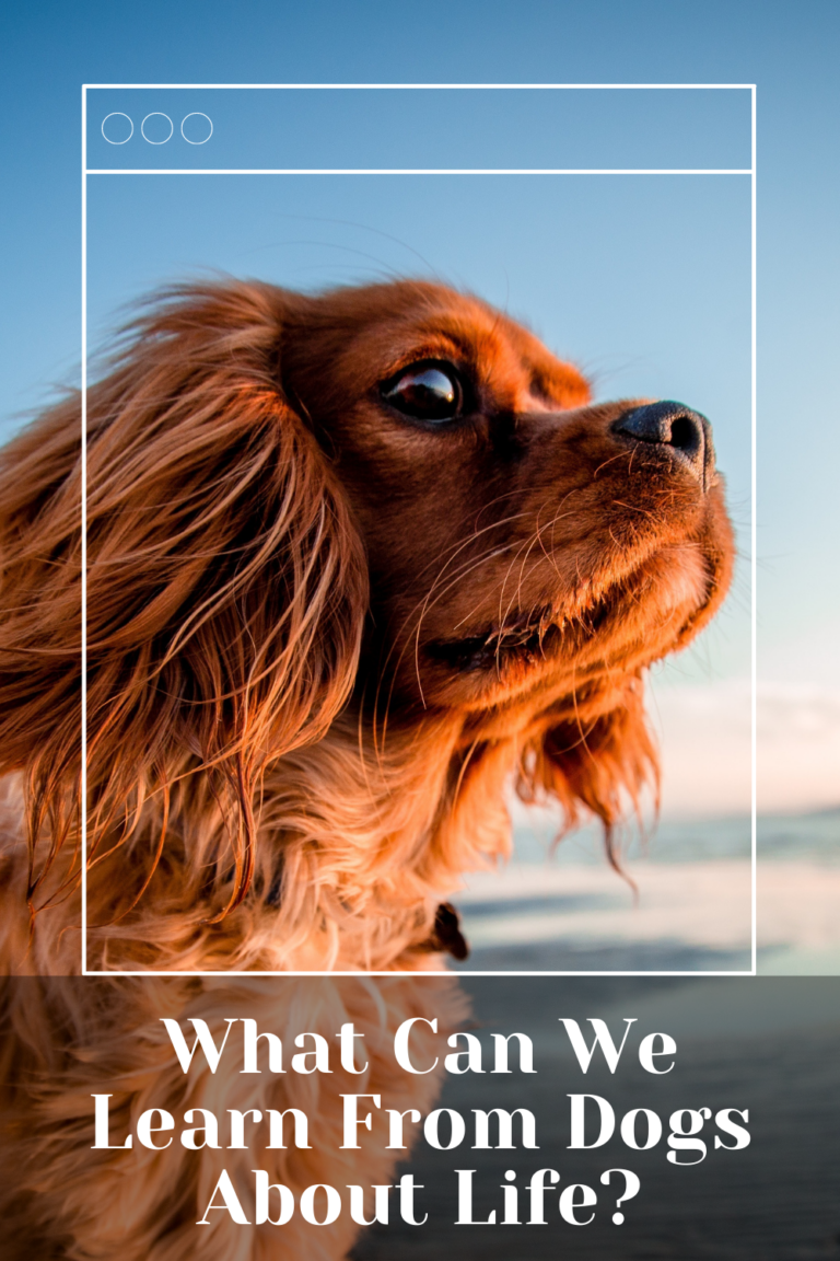 What Can We Learn From Dogs About Life?